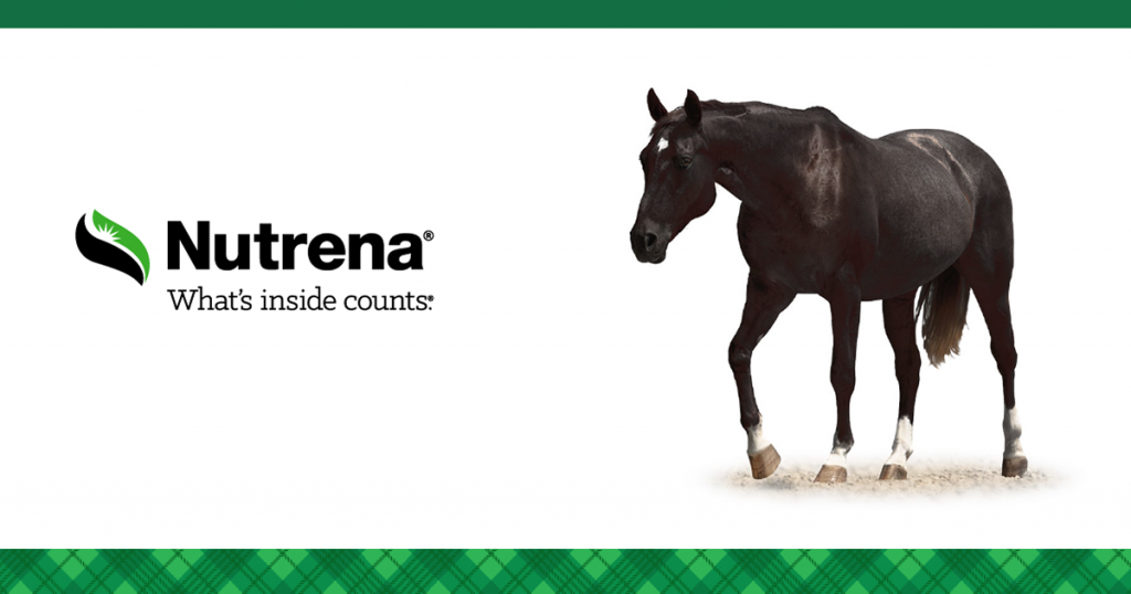 Why is my horse not finishing their food? | Blain's Farm & Fleet Blog