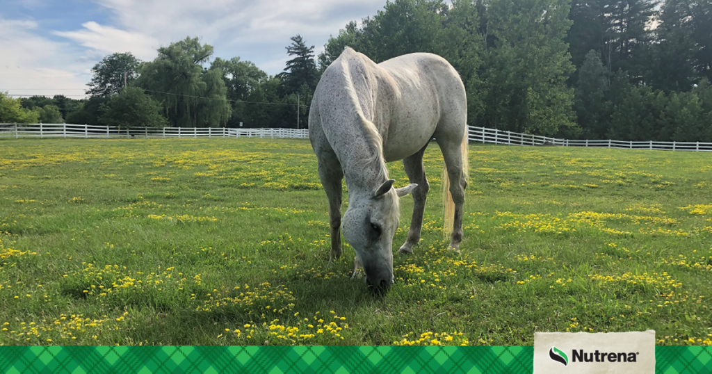 Pasture Management: Ask the Expert | Blain's Farm & Fleet Blog