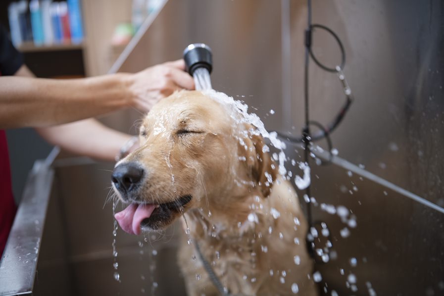 Pet Grooming Tips for Summer | Blain's Farm & Fleet Blog
