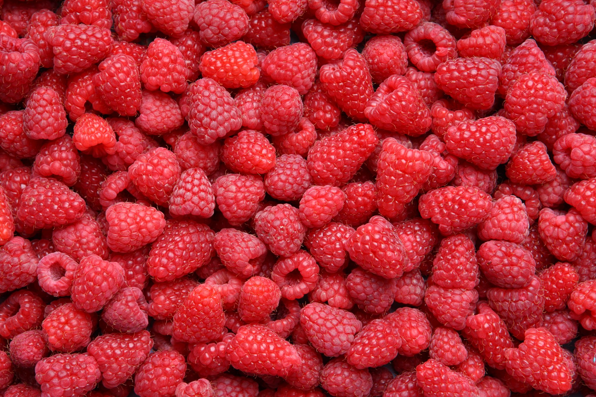 How To Grow Your Own Raspberries | Blain's Farm & Fleet Blog