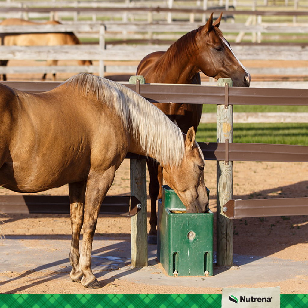 Water: The Most Important Nutrient For Horses | Blain's Farm & Fleet Blog