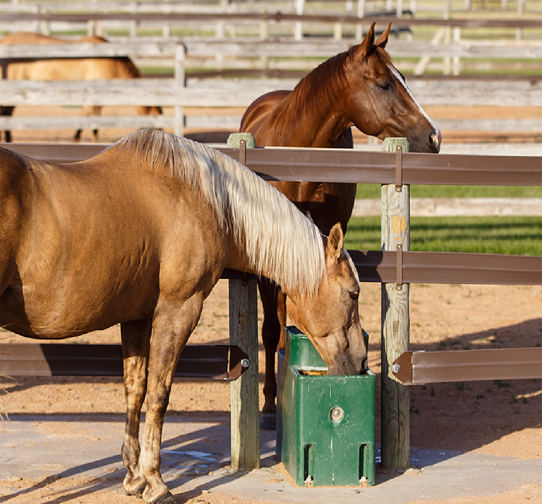 Water: The Most Important Nutrient For Horses | Blain's Farm & Fleet Blog
