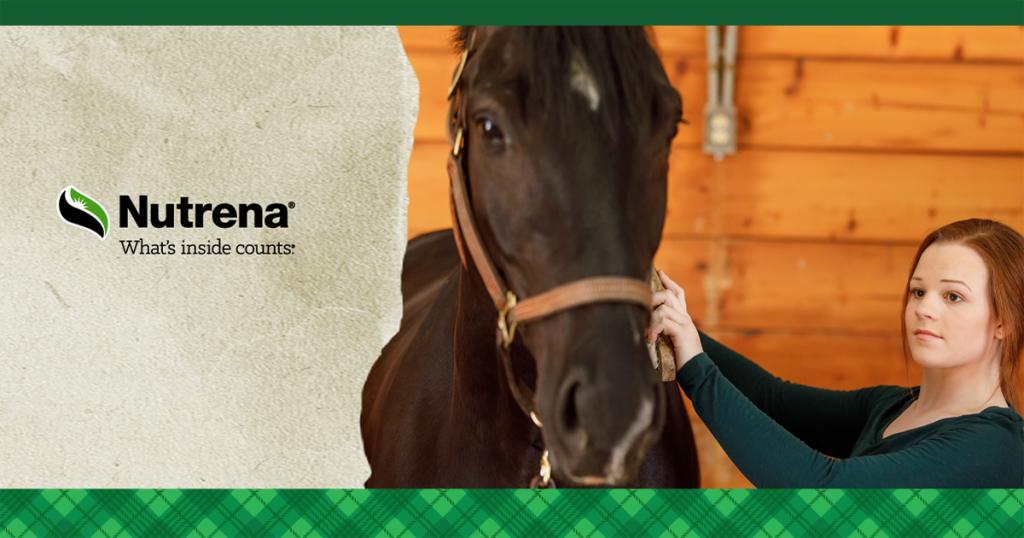 Feeding a Rescue Horse | Blain's Farm & Fleet Blog