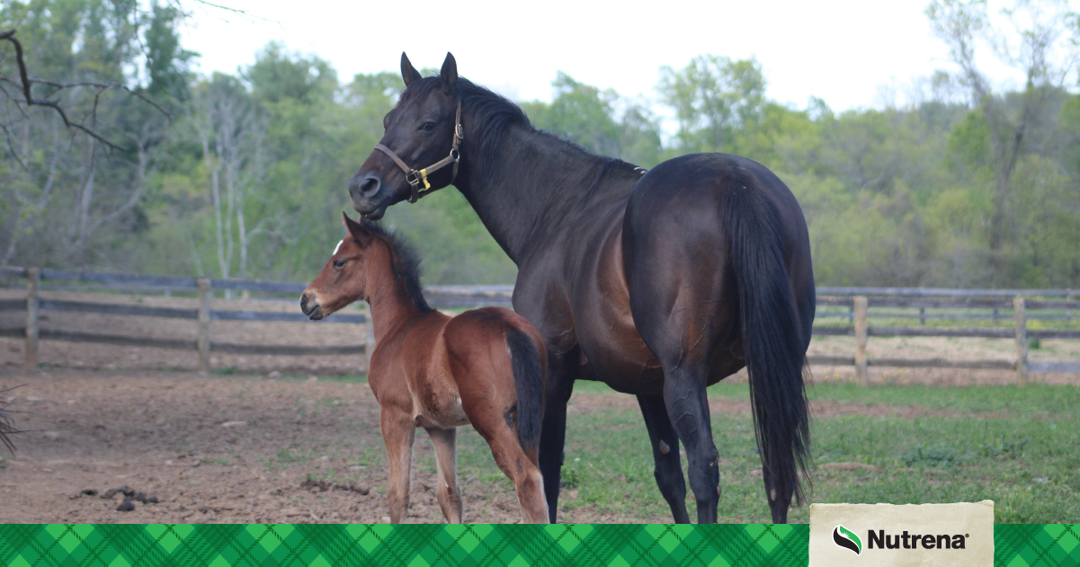 Equine Nutrition for Mares and Foals | Blain's Farm & Fleet Blog