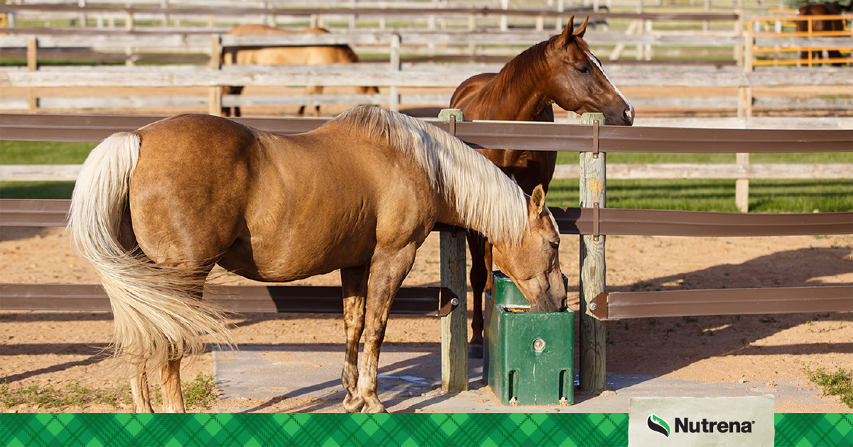 The Most Important Nutrient for Horses: Water! | Blain's Farm & Fleet Blog