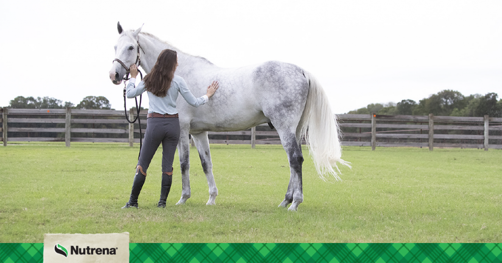 Equine Gastric Ulcers in Horses | Blain's Farm & Fleet Blog