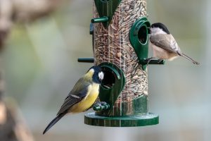 9 Types of Bird Seed for Your Backyard | Blain's Farm & Fleet Blog