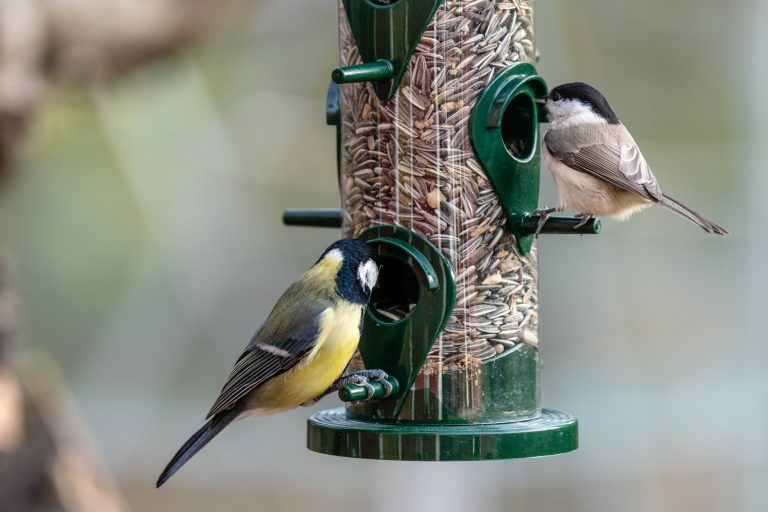 9 Types of Bird Seed for Your Backyard | Blain's Farm & Fleet Blog