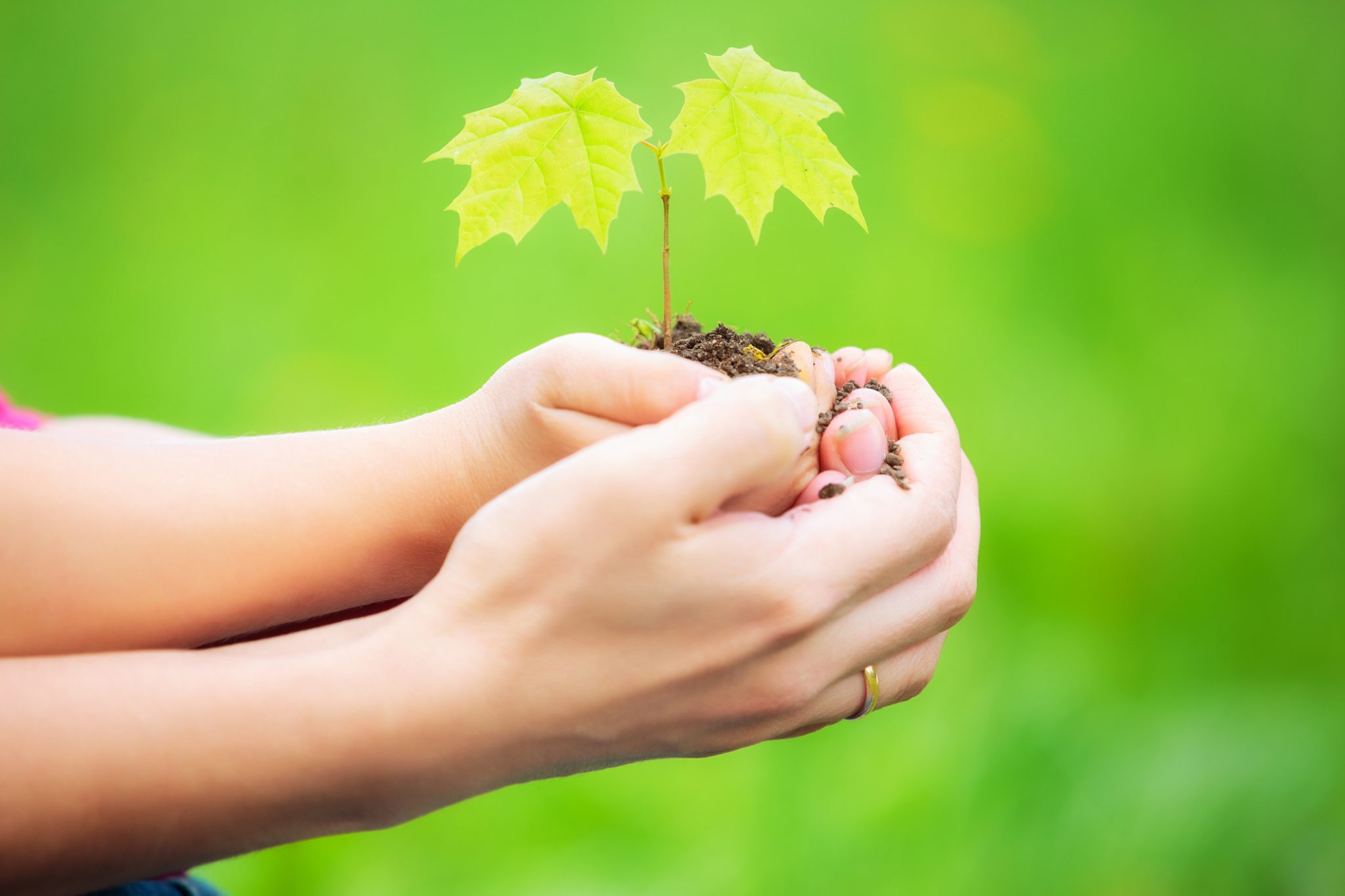 How to Plant a Maple Tree | Blain's Farm & Fleet Blog