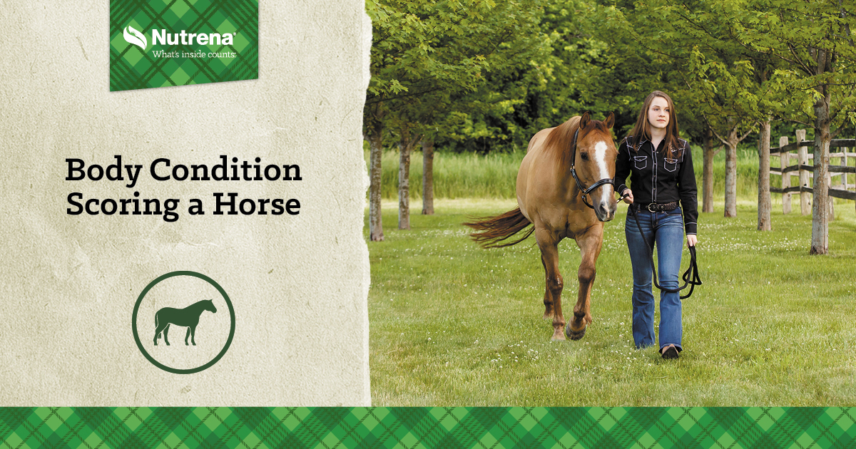Body Condition Scoring a Horse | Blain's Farm & Fleet Blog