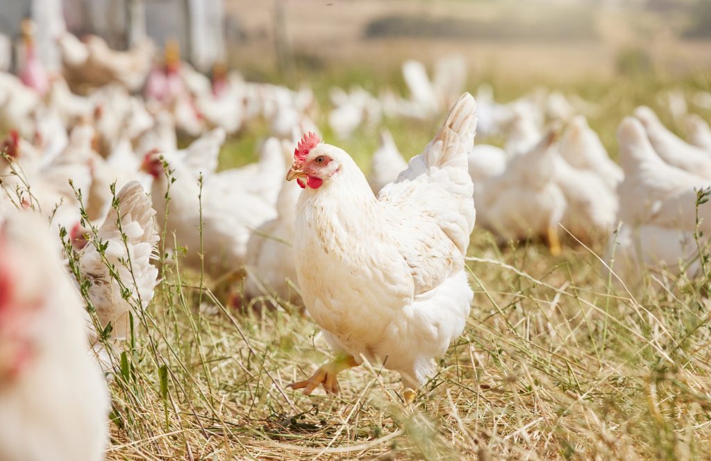 Care and Feeding of Meatbirds | Blain's Farm & Fleet Blog