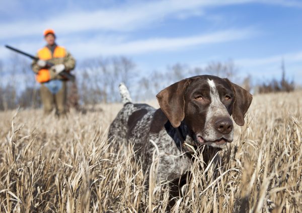 The Best E Collar For Your Hunting Dog Blain S Farm Fleet Blog