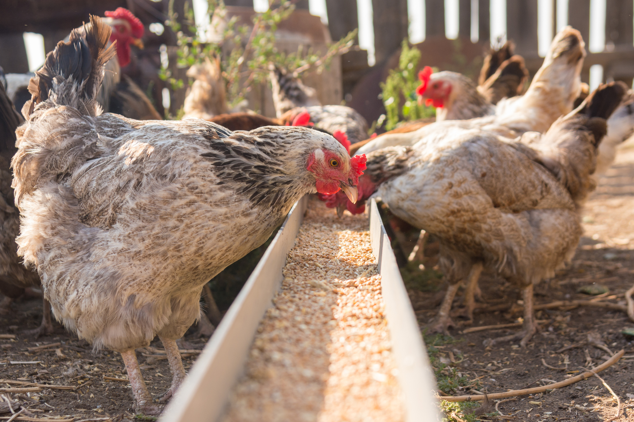 Selecting the Right Chicken Feed | Blain's Farm & Fleet Blog