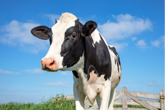 Tips for Halter Breaking Cattle | Blain's Farm & Fleet Blog