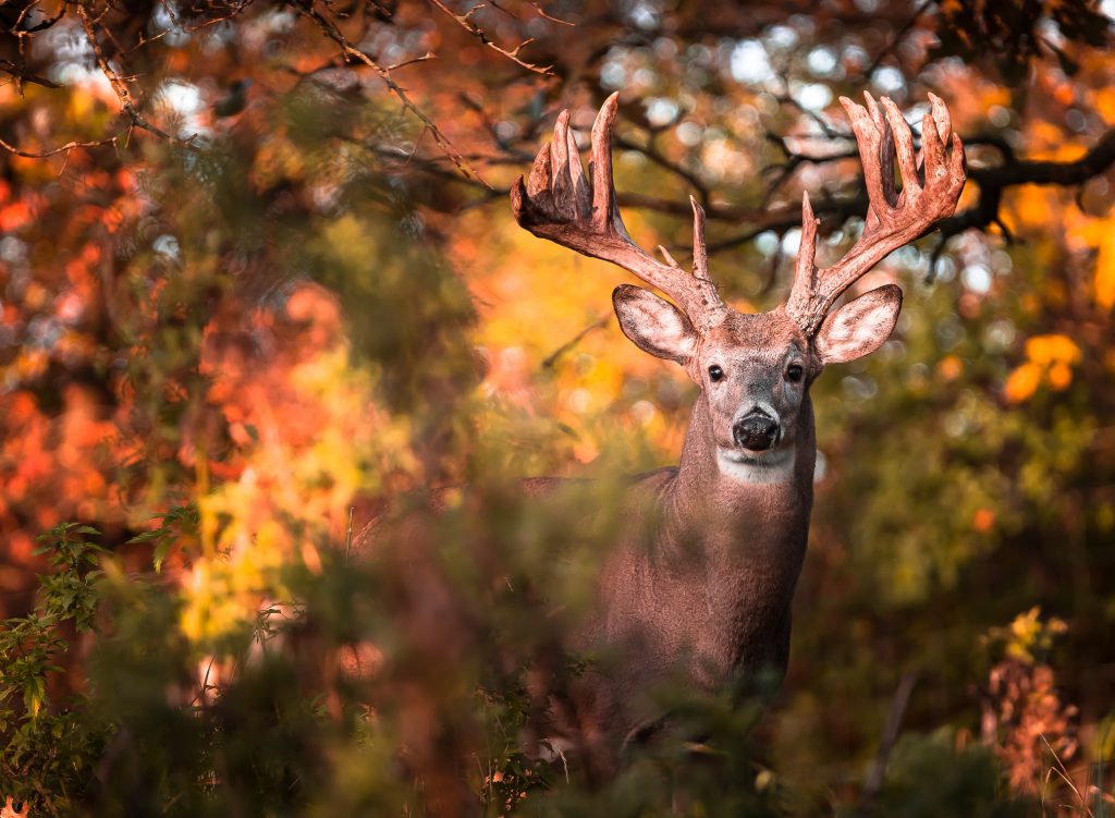 How to Attract Deer To Your Land to Your Land | Blain's Farm & Fleet Blog