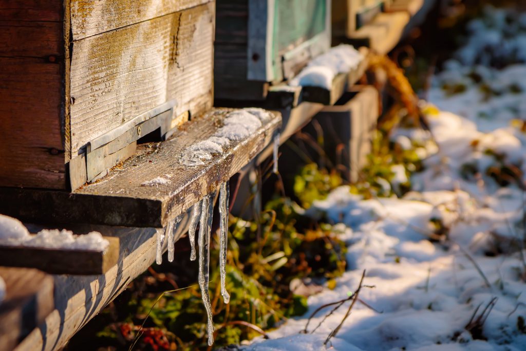 The Basics of Beekeeping in the Winter | Blain's Farm & Fleet Blog