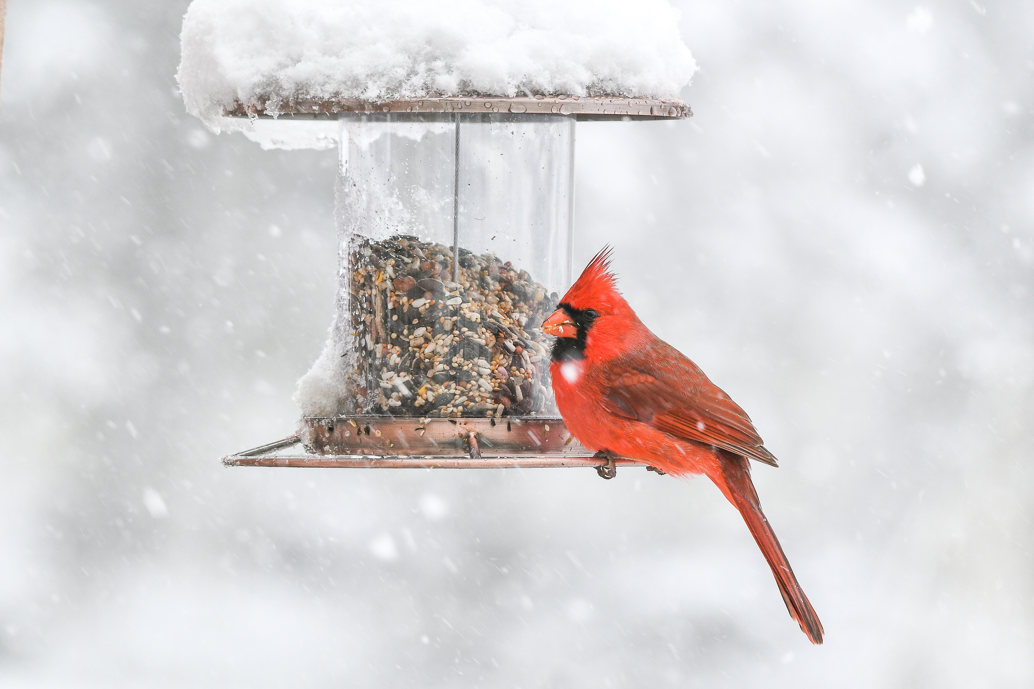 Feeding Wild Birds in Winter | Blain's Farm & Fleet Blog