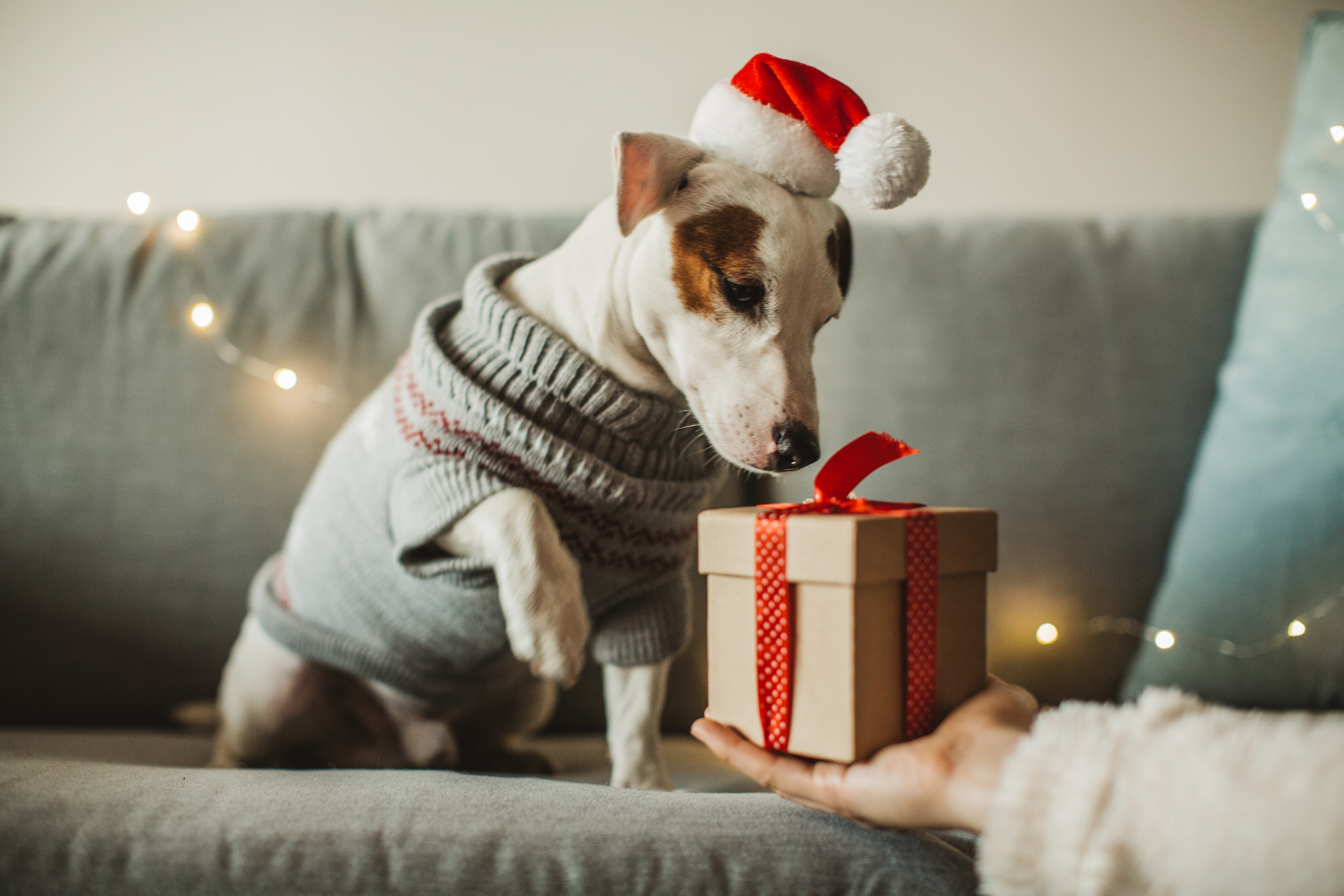 10 Christmas Gifts for Your Dog | Blain's Farm & Fleet