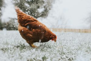 Chicken Eating Grass while it Snows | Blain's Farm & Fleet Blog
