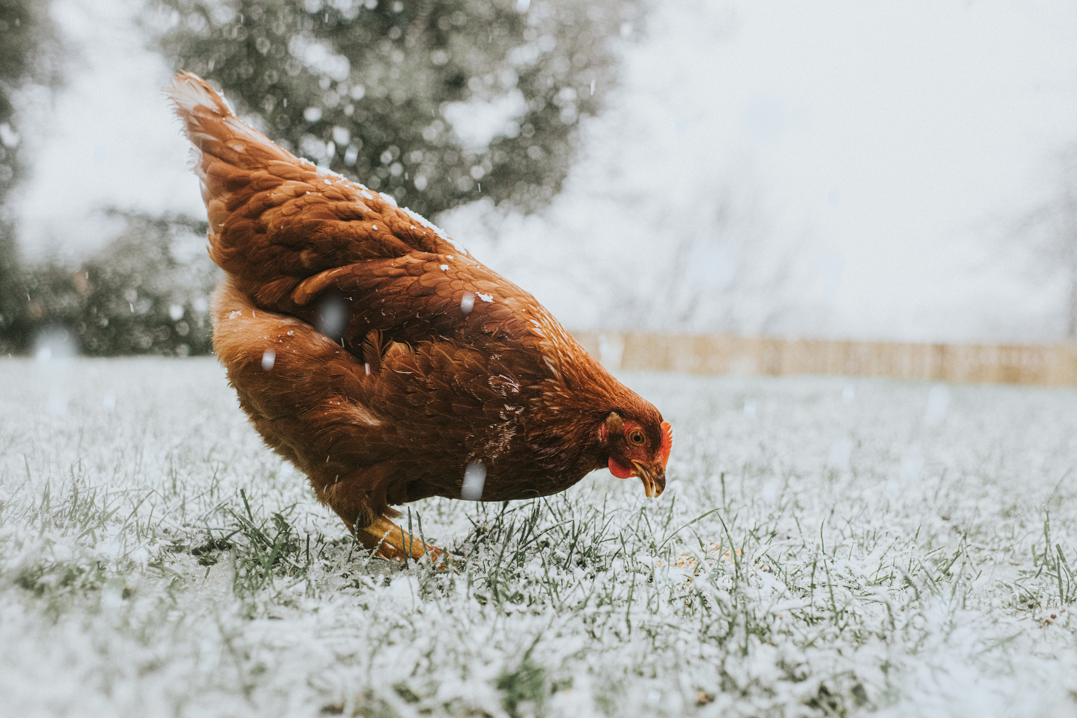 Chicken Eating Grass while it Snows | Blain's Farm & Fleet Blog