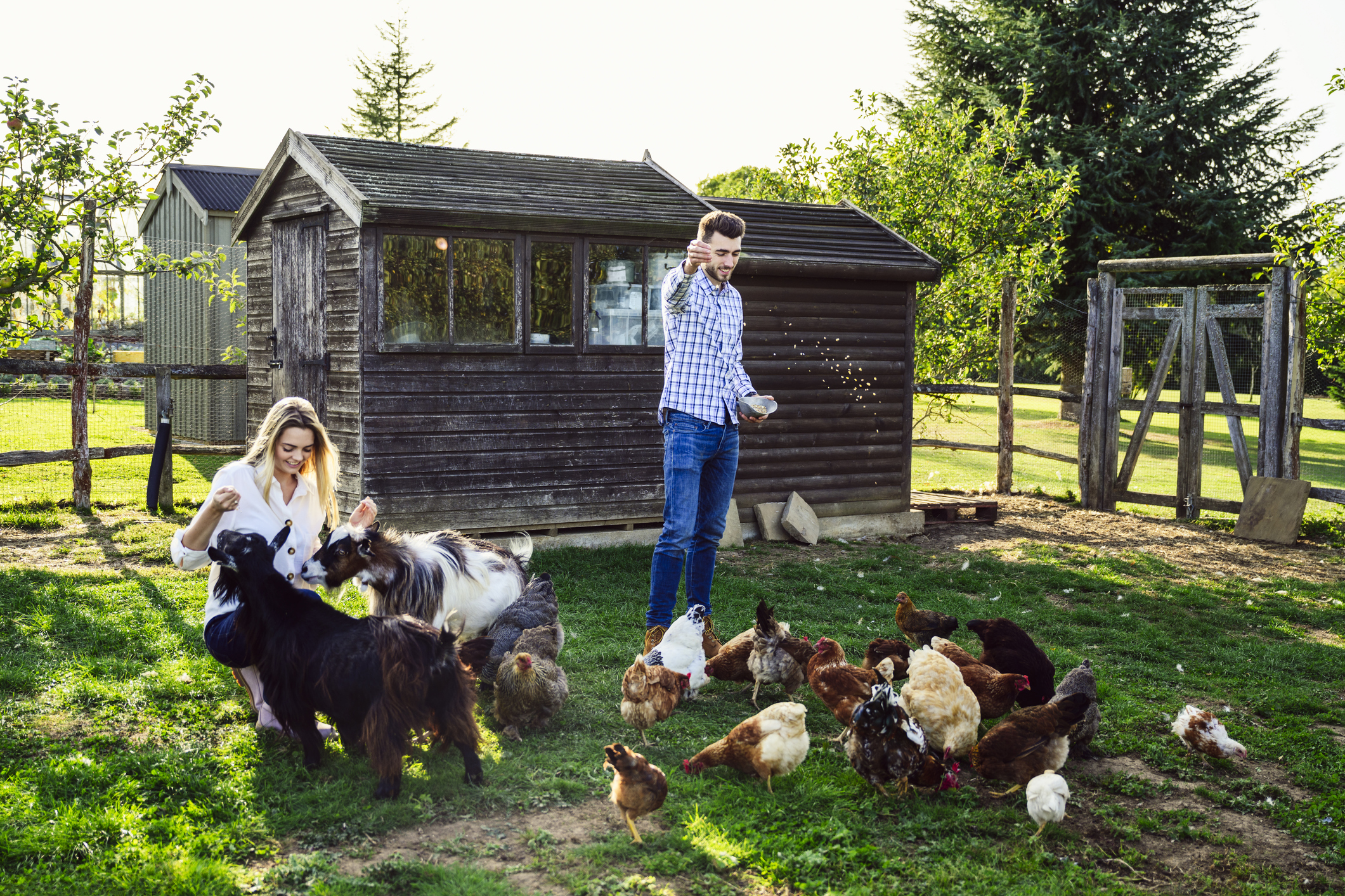 Couple in early 20s caring for goats and chickens on farm | Blain's ...