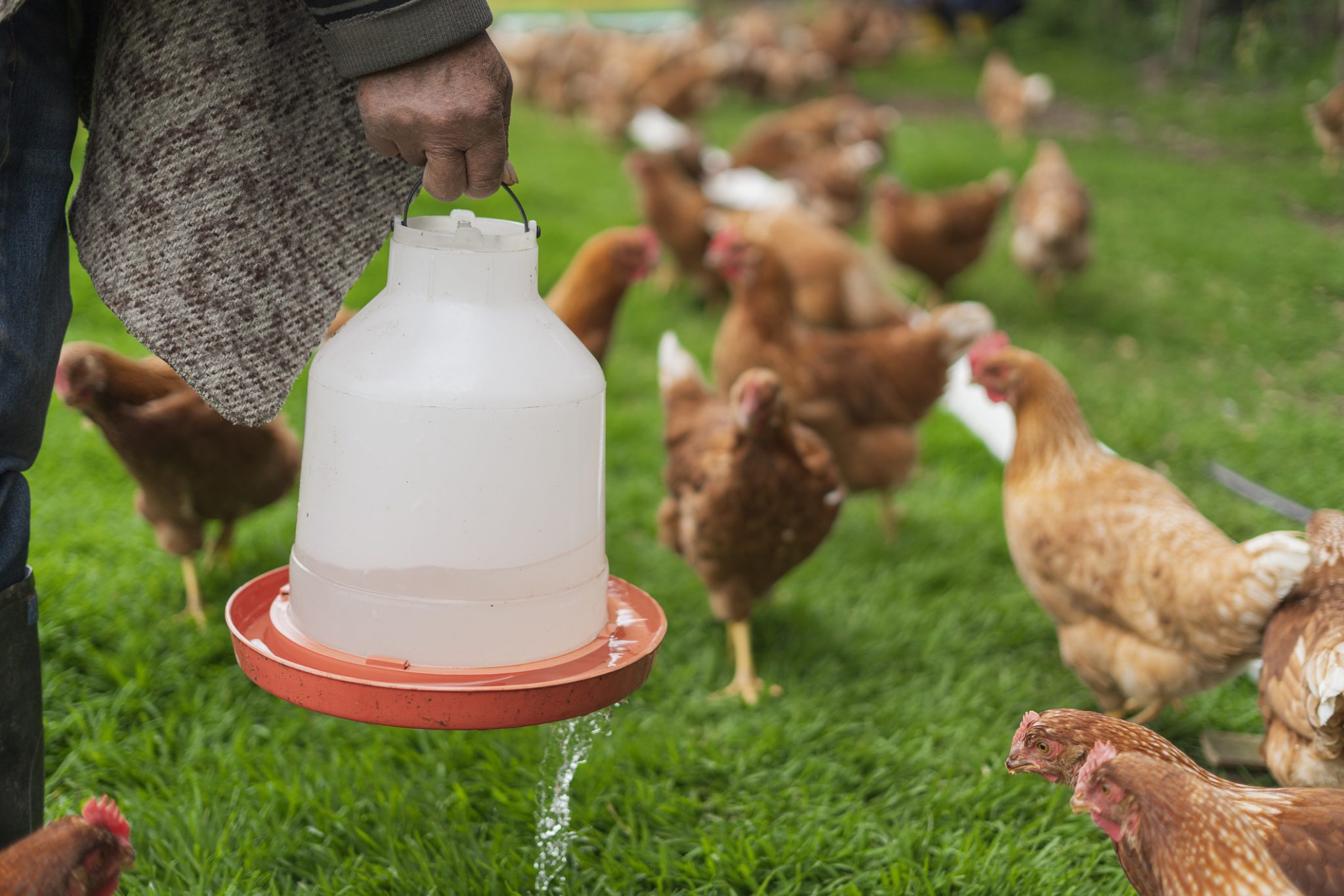 The Complete Guide to Watering Your Chickens | Blain's Farm & Fleet Blog