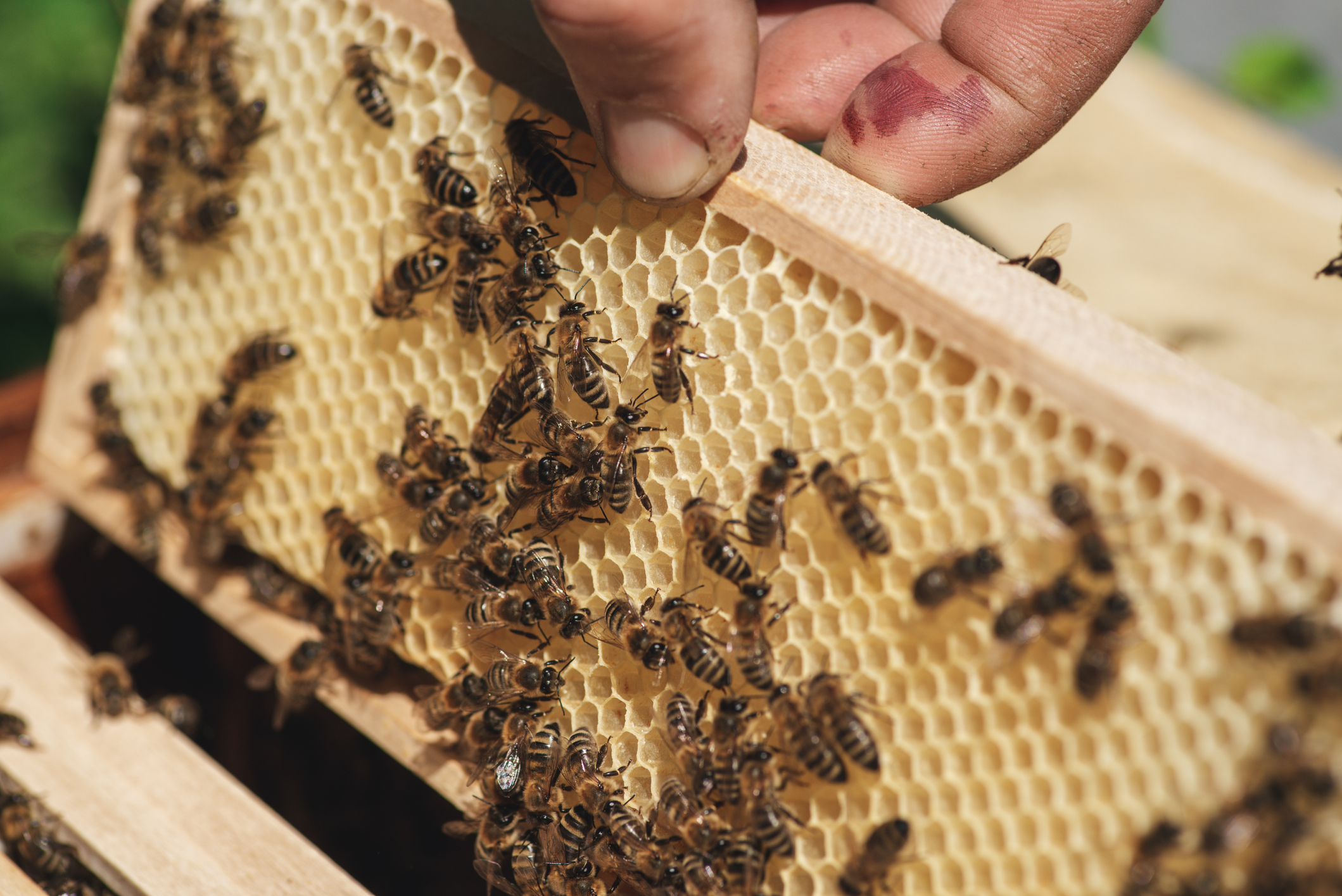 Bee Diseases and Pests | Blain's Farm & Fleet Blog