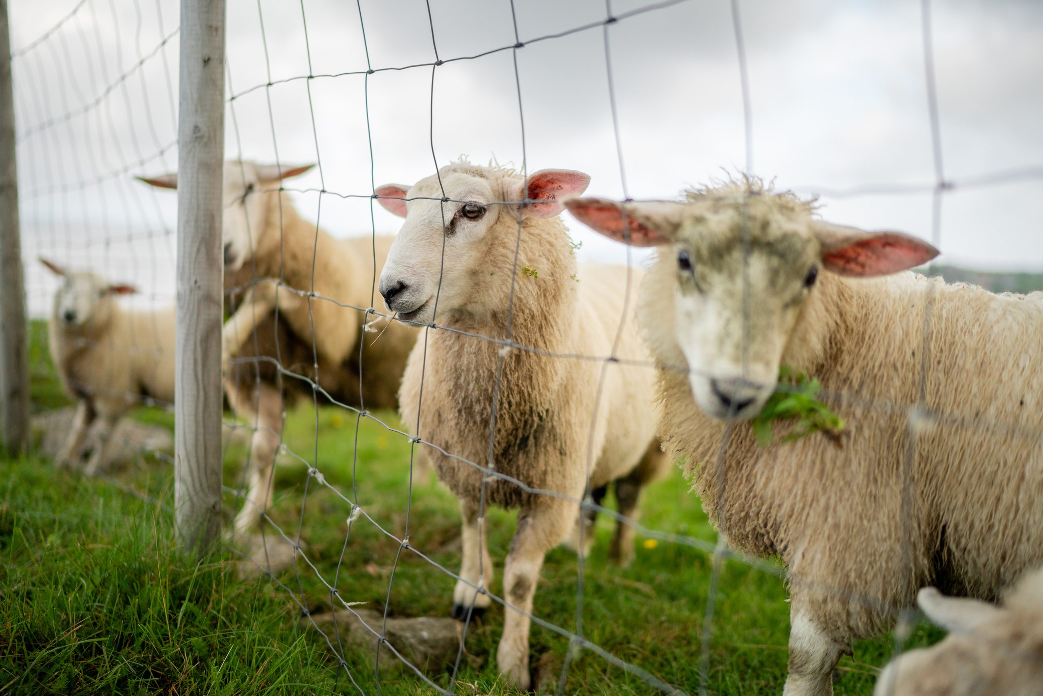 The Beginner's Guide to Raising Sheep | Blain's Farm & Fleet Blog