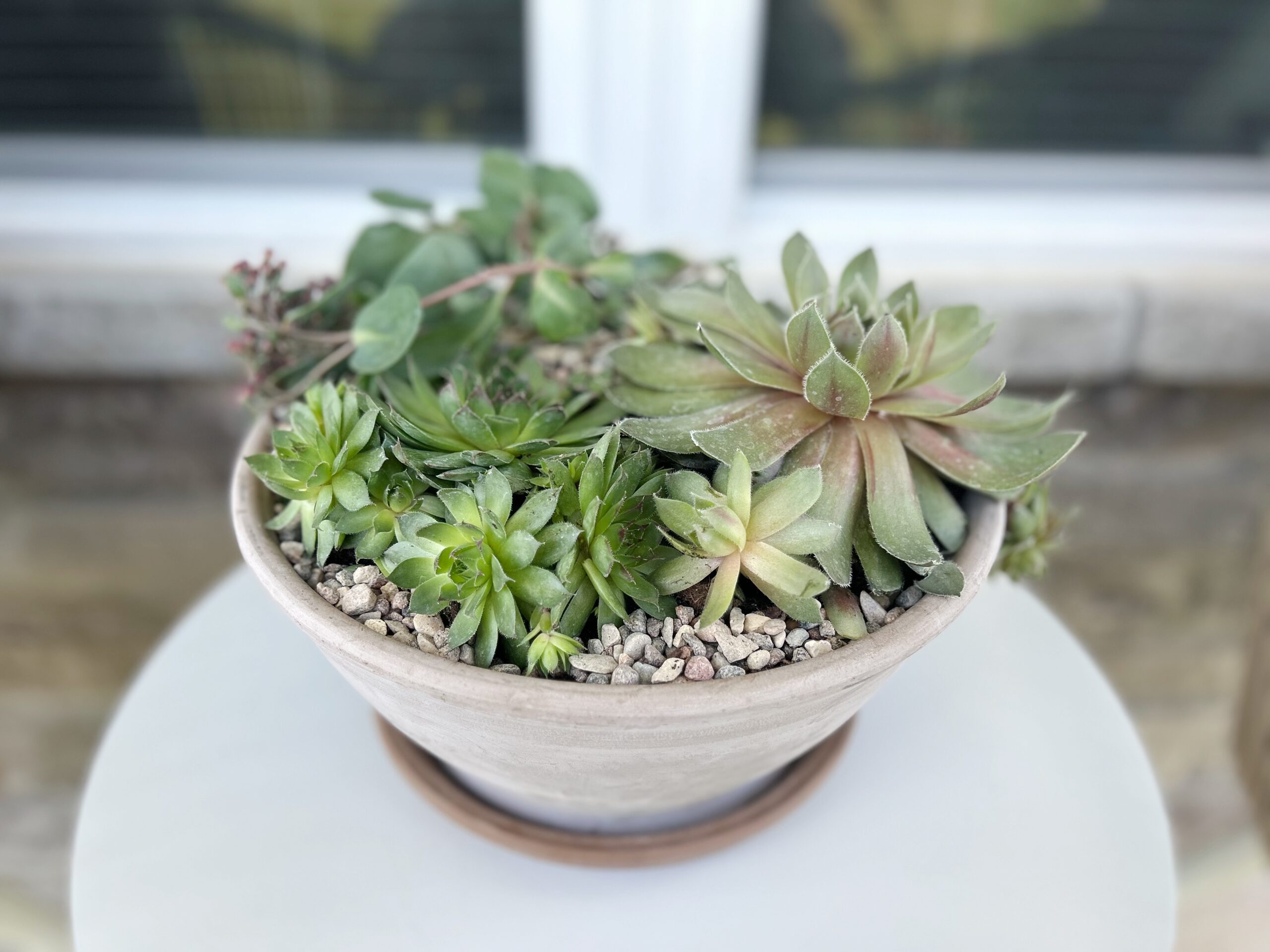 How to Plant a Succulent Bowl | Blain's Farm & Fleet Blog