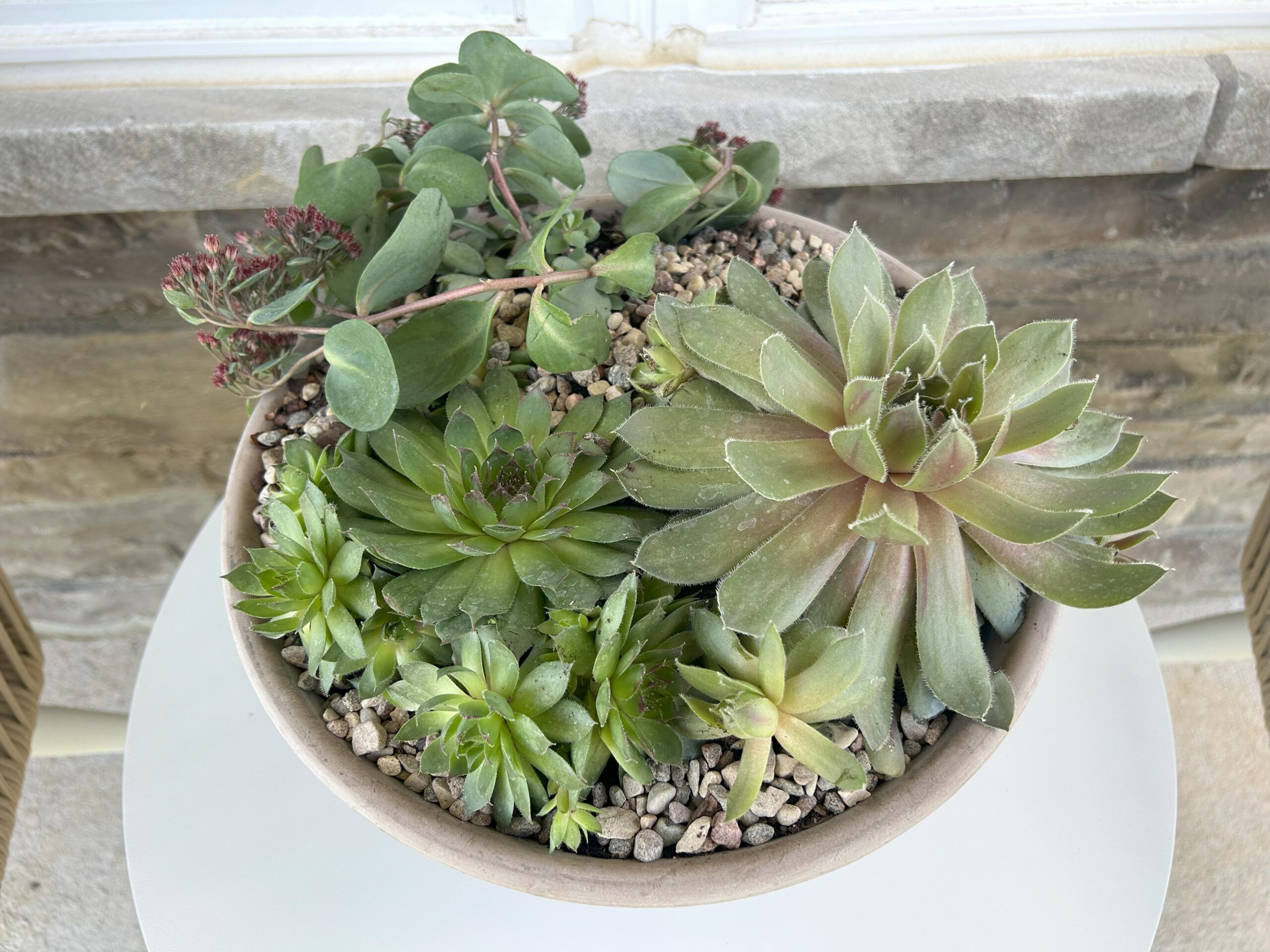 Succulent-21 | Blain's Farm & Fleet