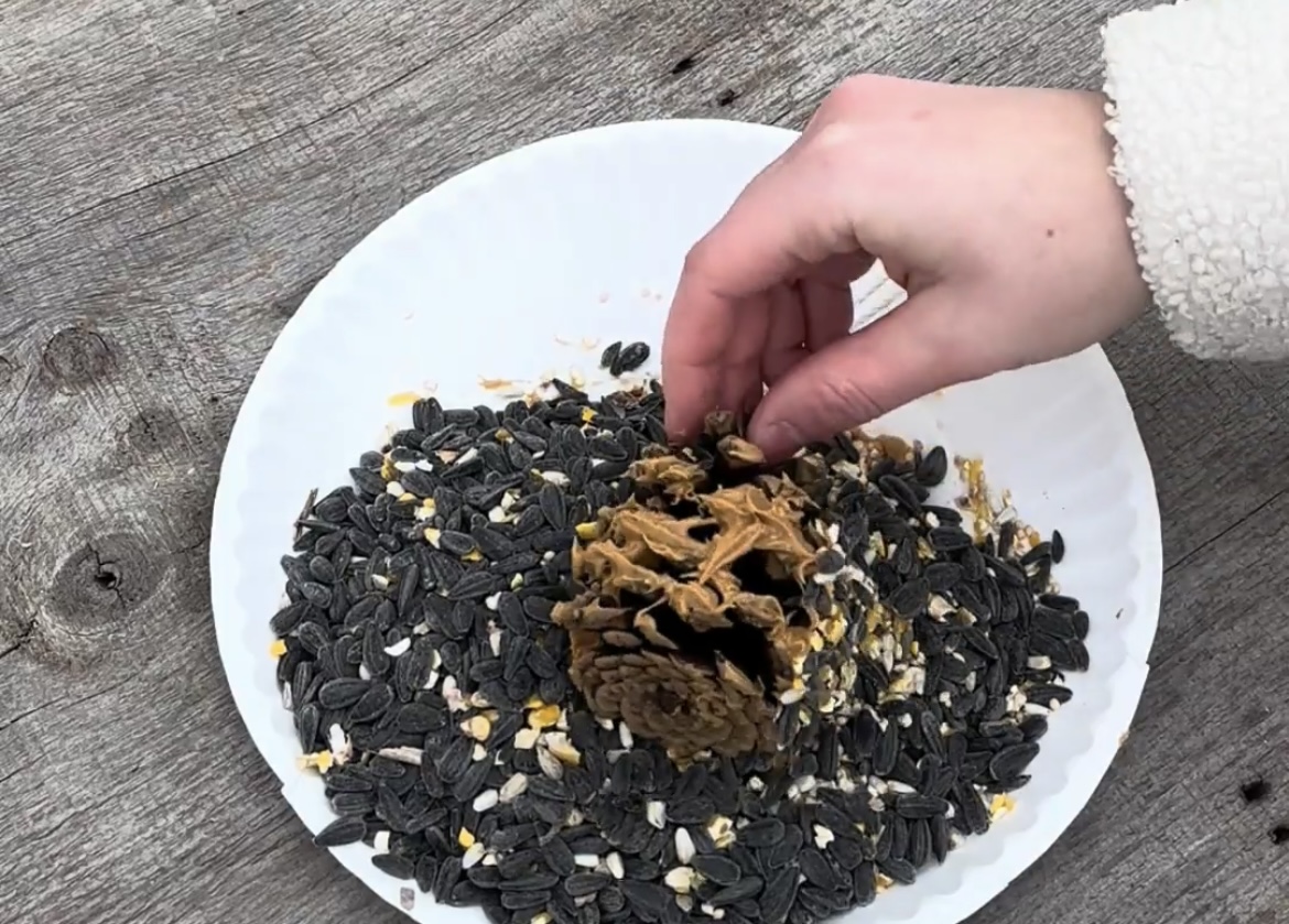 Pine Cone Bird Feeder 6 | Blain's Farm & Fleet