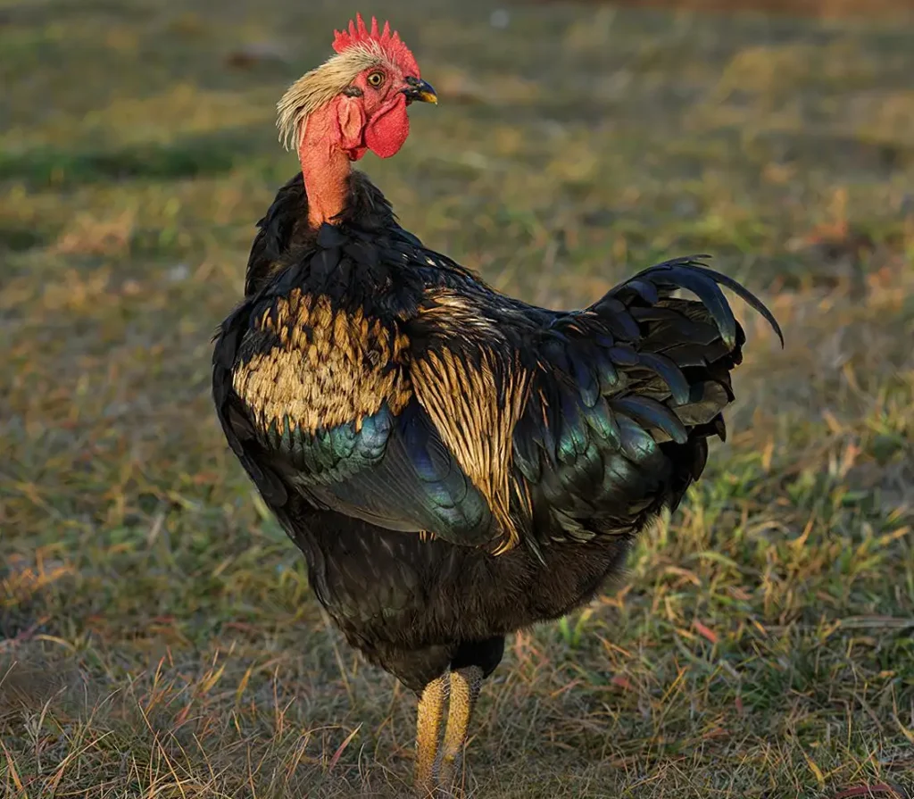 The Ultimate Guide to Chicken Breeds | Blain's Farm & Fleet Blog
