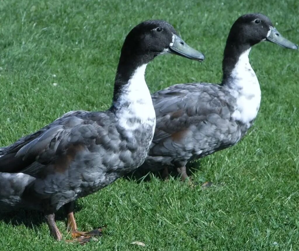 The Ultimate Guide to Duck Breeds | Blain's Farm & Fleet Blog