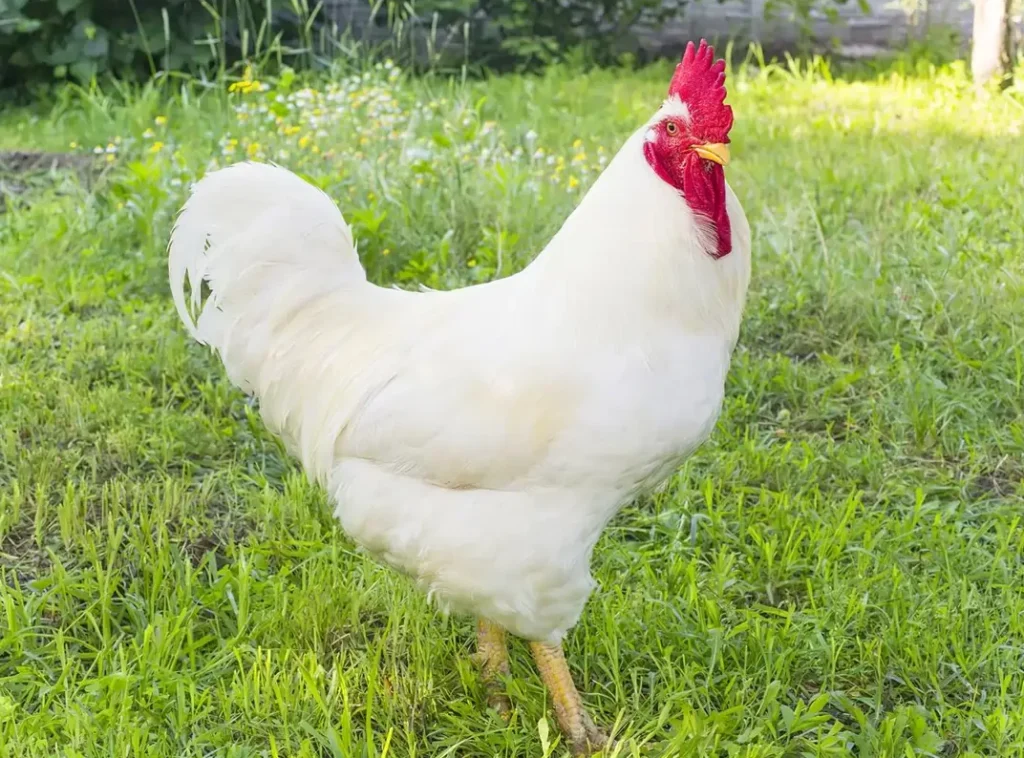 The Ultimate Guide to Chicken Breeds | Blain's Farm & Fleet Blog