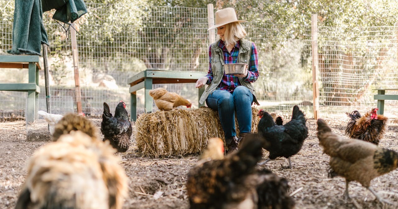 5 Benefits of Having Chickens | Blain's Farm & Fleet Blog