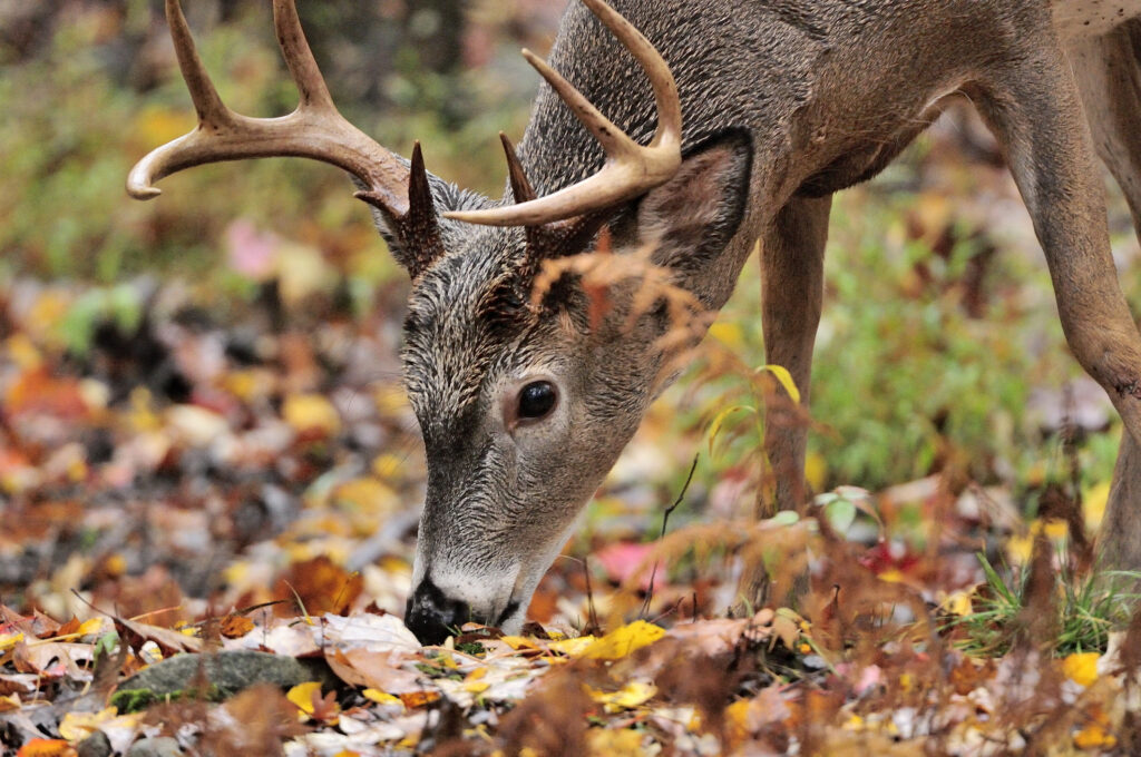 Your Complete Guide to Deer Food Plot Seed | Blain's Farm & Fleet Blog